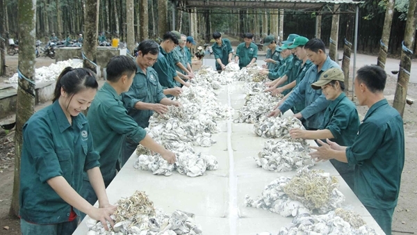 Bình Phước: Giá mủ cao su tăng mạnh, nông dân vui mừng - Báo Công an ...