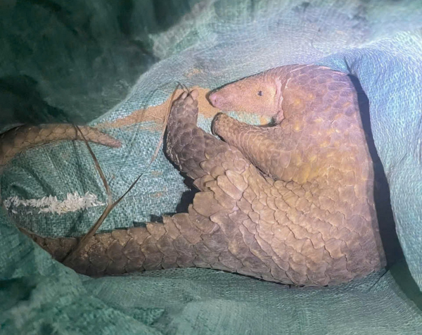 Người dân giao nộp cá thể tê tê Java có tên trong Sách đỏ IUCN - Báo ...