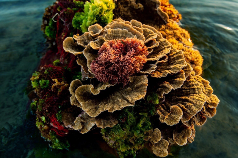 Unique charm of coral reefs formed on volcanic sediment in Hon Yen ...